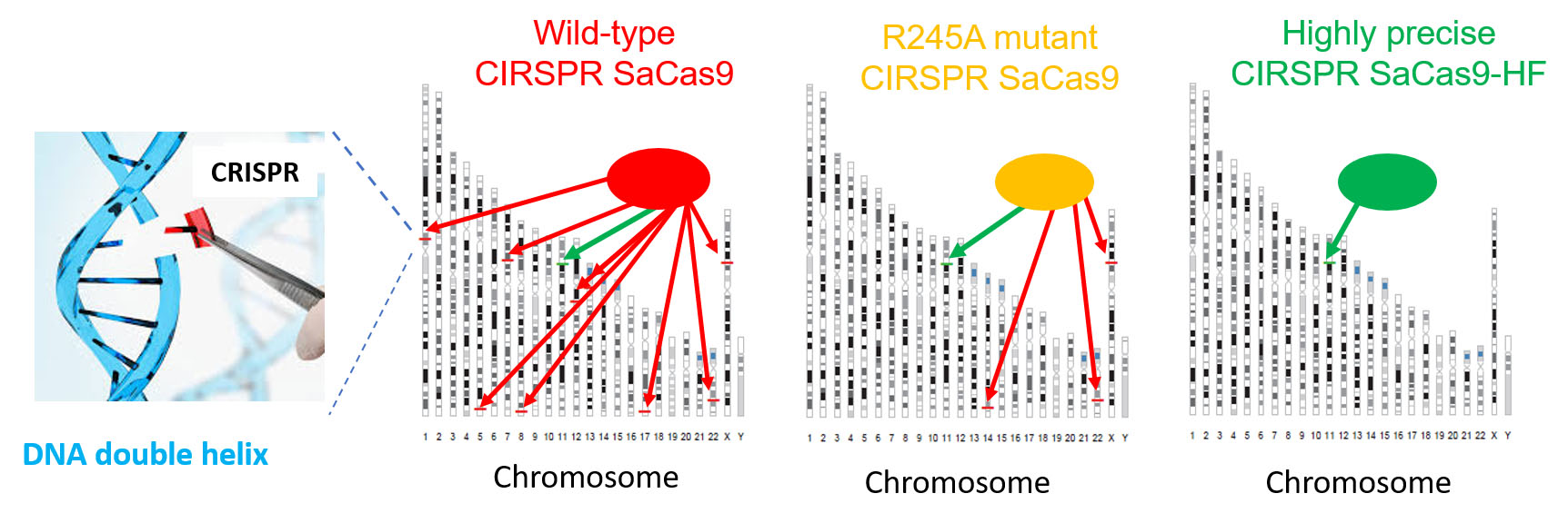 A new CRISPR-Cas9 protein to increase precision of gene editing | City ...